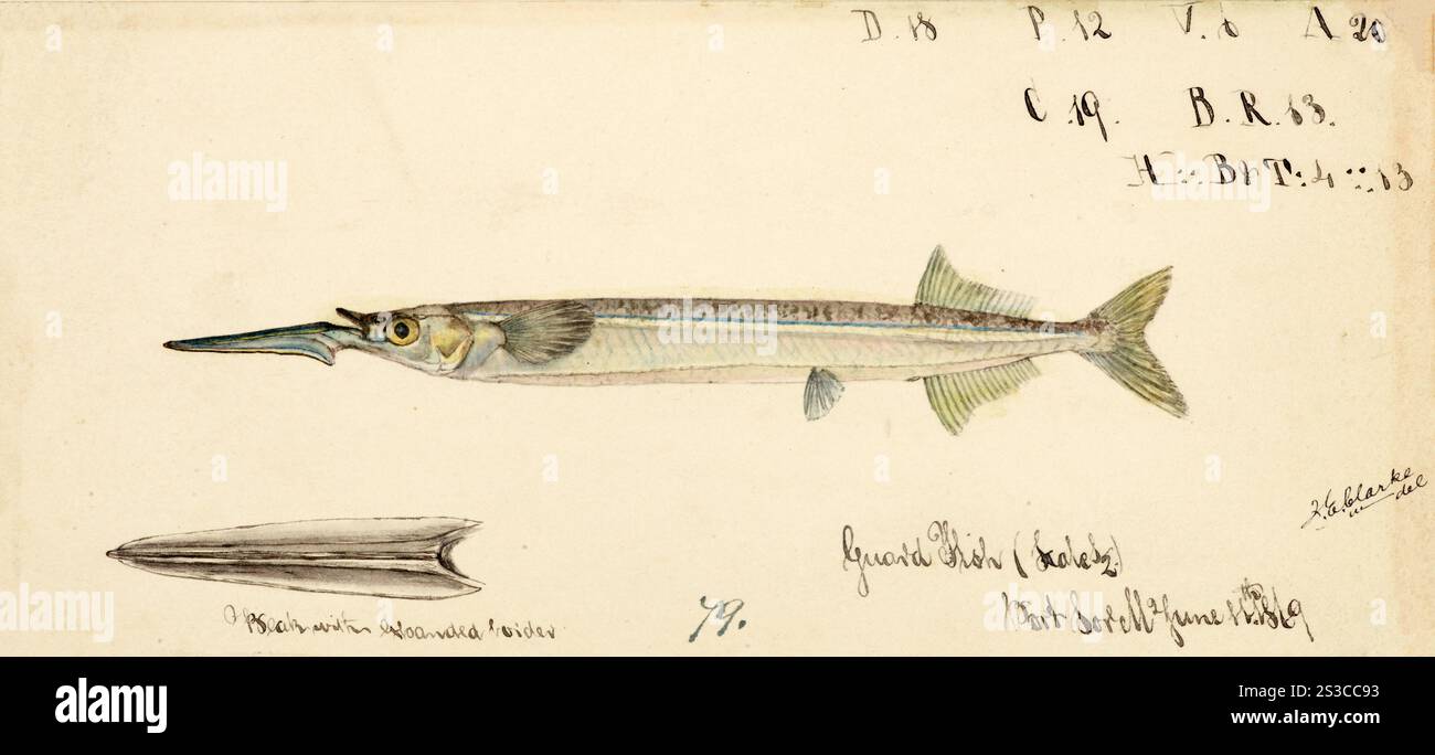 Southern garfish, Hyporhamphus melanochir, Southern garfish, Fish ...