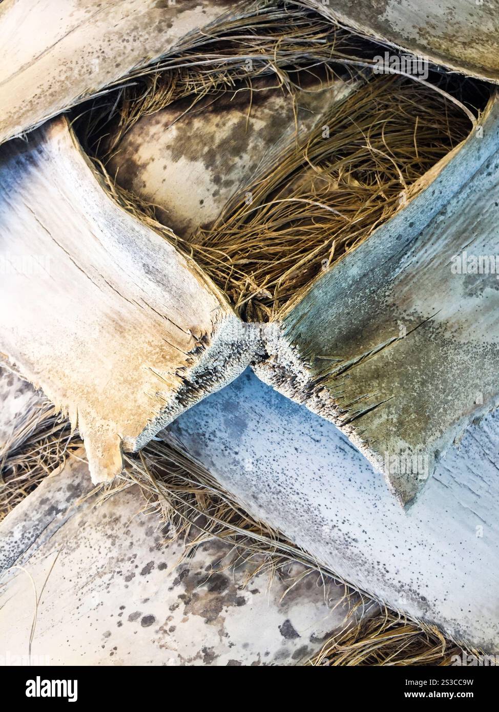 Coconut tree bark textured hi-res stock photography and images - Alamy