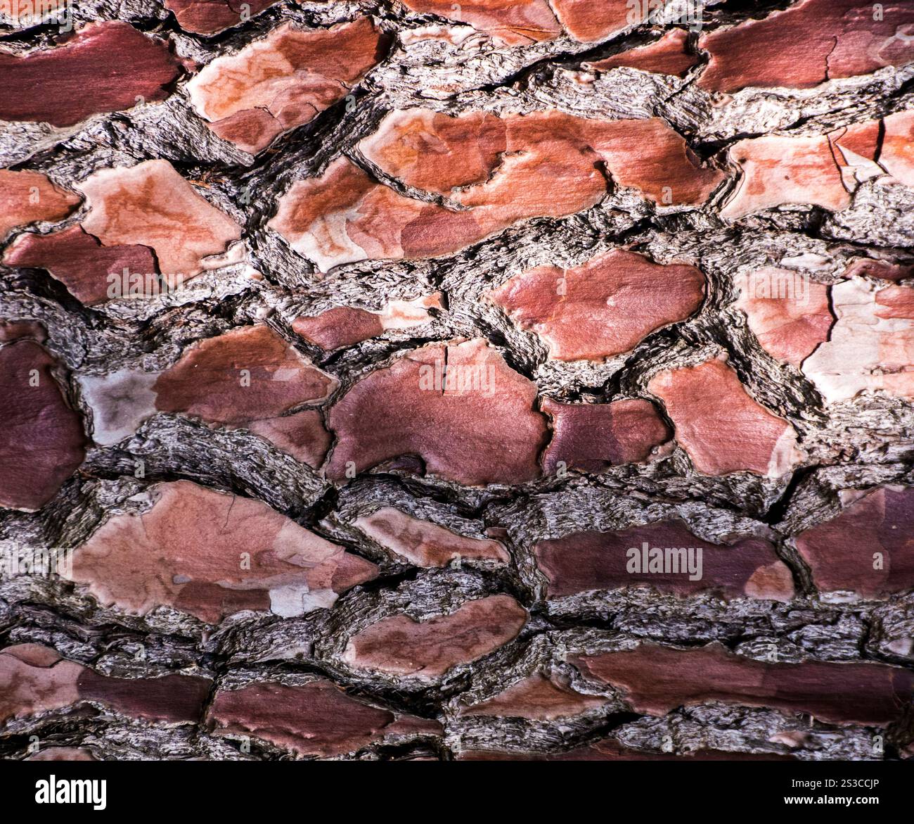 Old tree rough bark isolated Stock Photo - Alamy