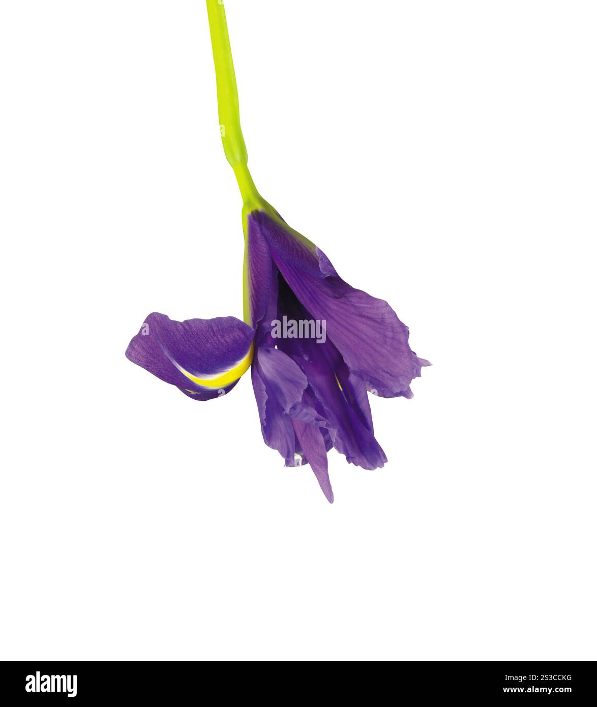 Flower purple violet color Cut Out Stock Images & Pictures - Alamy