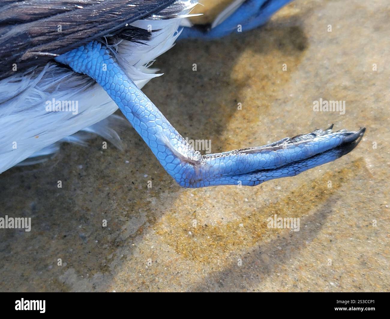 Tasman Common Diving Petrel (Pelecanoides urinatrix urinatrix Stock ...