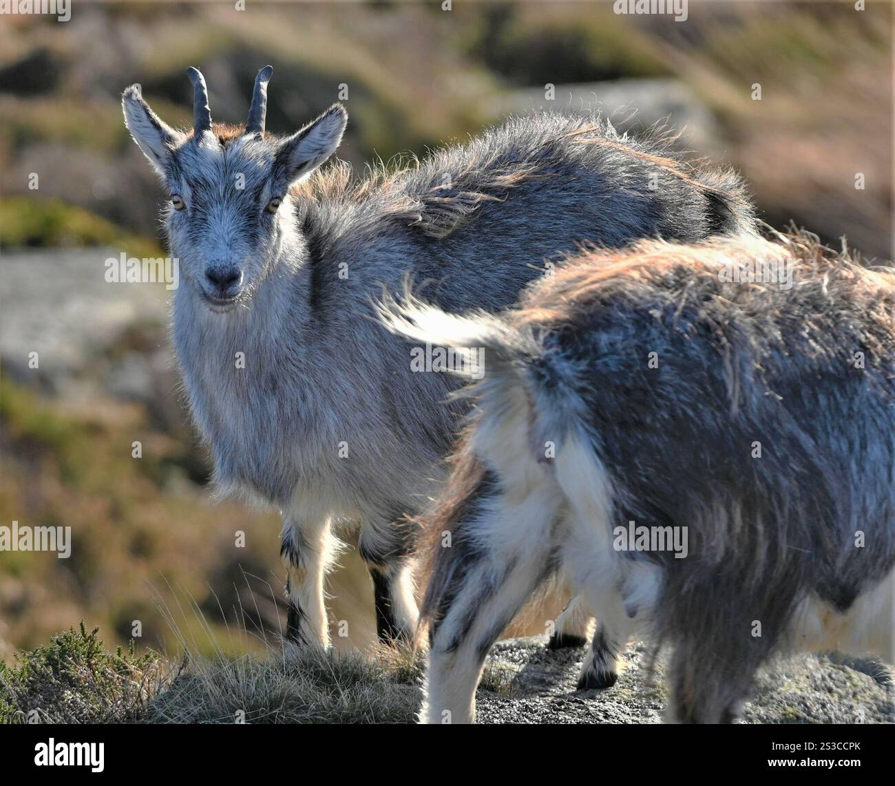 Domestic Goat (Capra hircus Stock Photo - Alamy