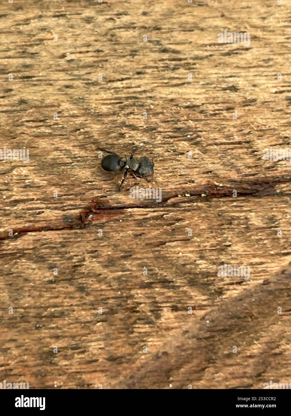 Turtle Ants (Cephalotes Stock Photo - Alamy