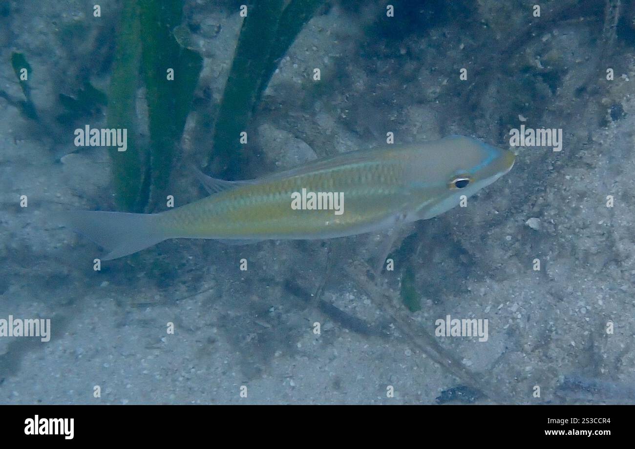 Three-striped Whiptail (Pentapodus trivittatus Stock Photo - Alamy