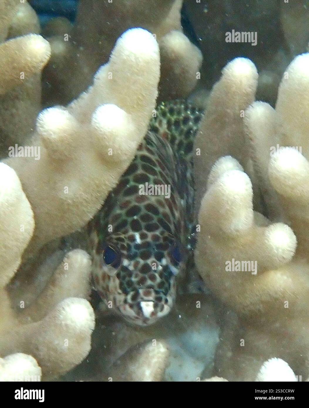 Honeycomb Grouper (Epinephelus merra Stock Photo - Alamy