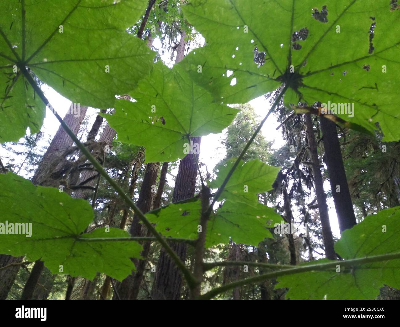 Devil's Club (Oplopanax horridus Stock Photo - Alamy