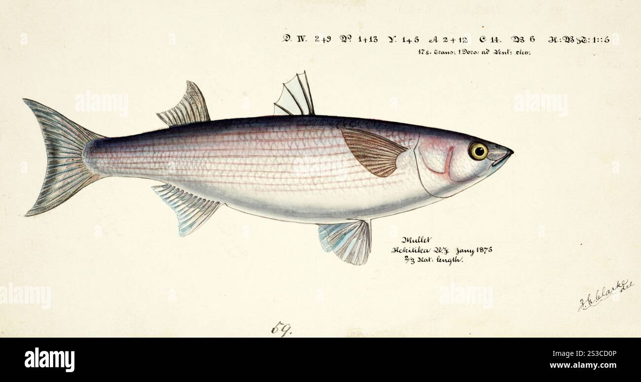 Mullet, Mugil cephalus, Mullet, Fish, reproduction of an original in ...