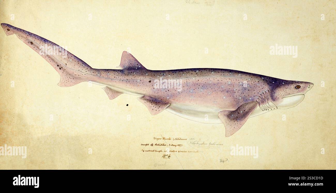 Broadnose sevengill shark, Notorynchus cepedianus, broadnose sevengill ...