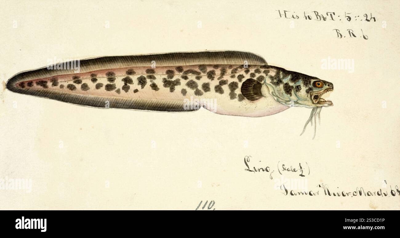 Kingklip, Genypterus capensis, a species of cusk eel, Fische, Reproduktion einer Vorlage im ...
