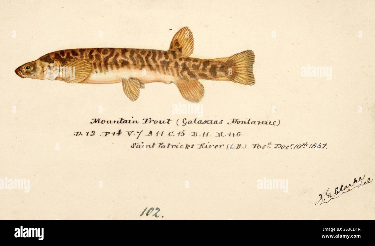 Gebirgsgalaxie, Galaxias olidus, the mountain galaxias, Fische ...