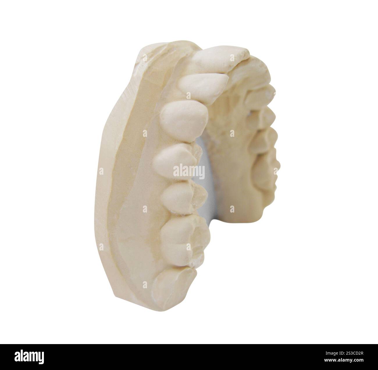 teeth mold isolated on white background. teeth mold isolated on white ...