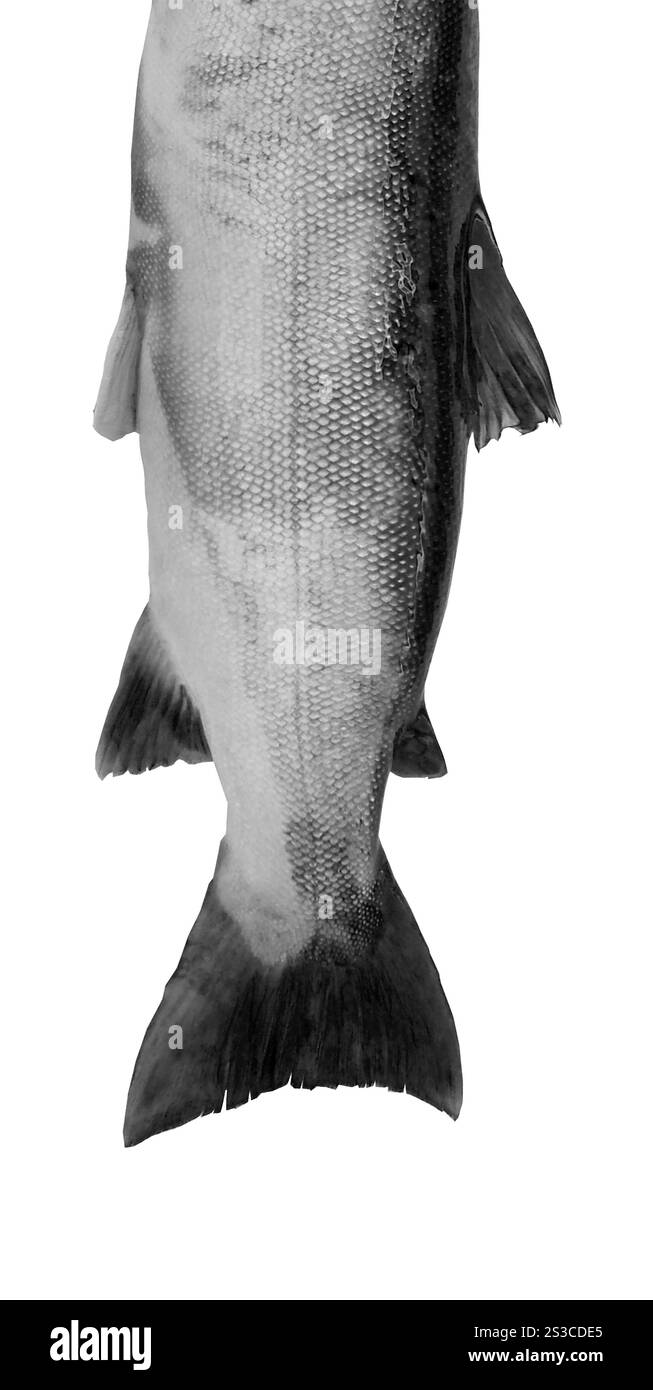 Fresh seafood background Black and White Stock Photos & Images - Alamy