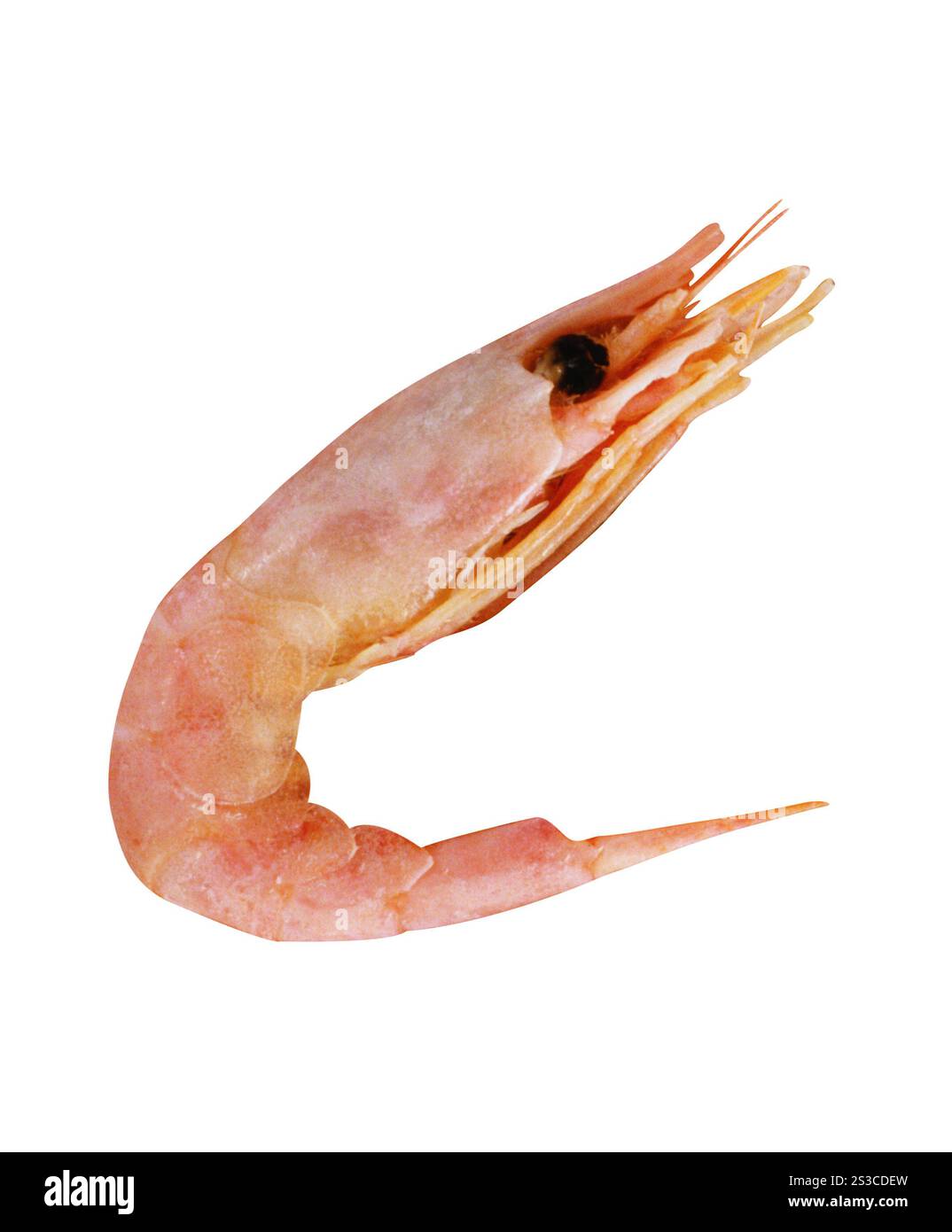 Shrimp prawn fresh prawn on Cut Out Stock Images & Pictures - Alamy