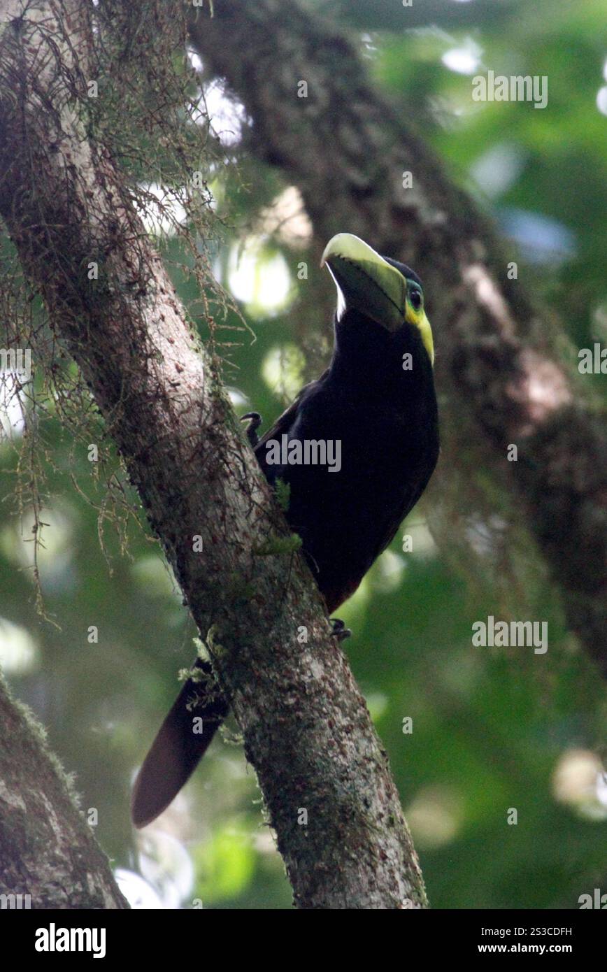 Yellow-eared Toucanet (Selenidera spectabilis Stock Photo - Alamy