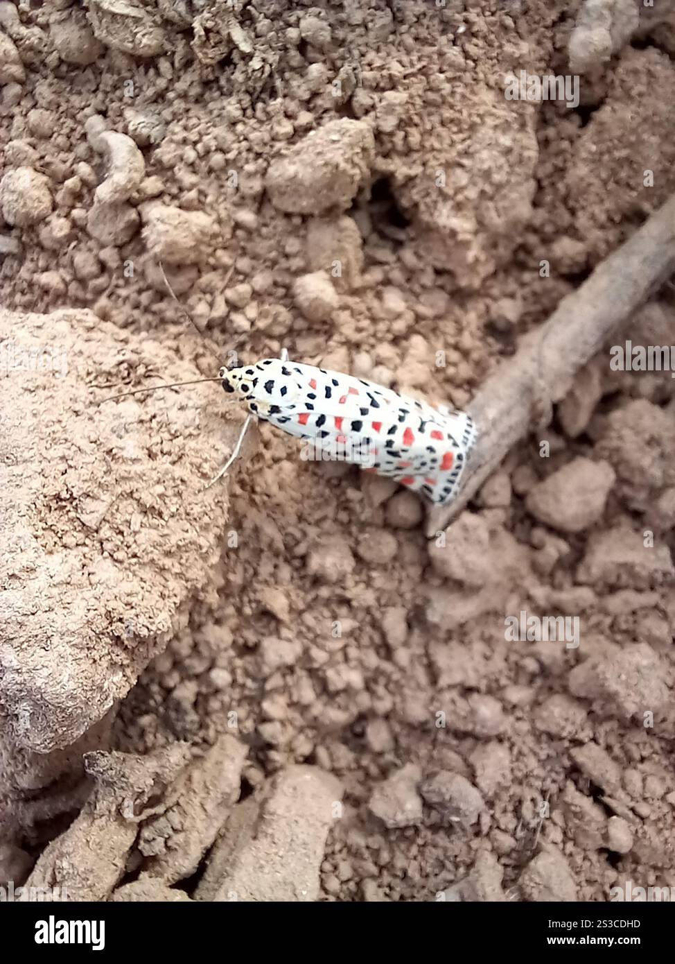 Crimson-speckled Flunkey (Utetheisa pulchella Stock Photo - Alamy
