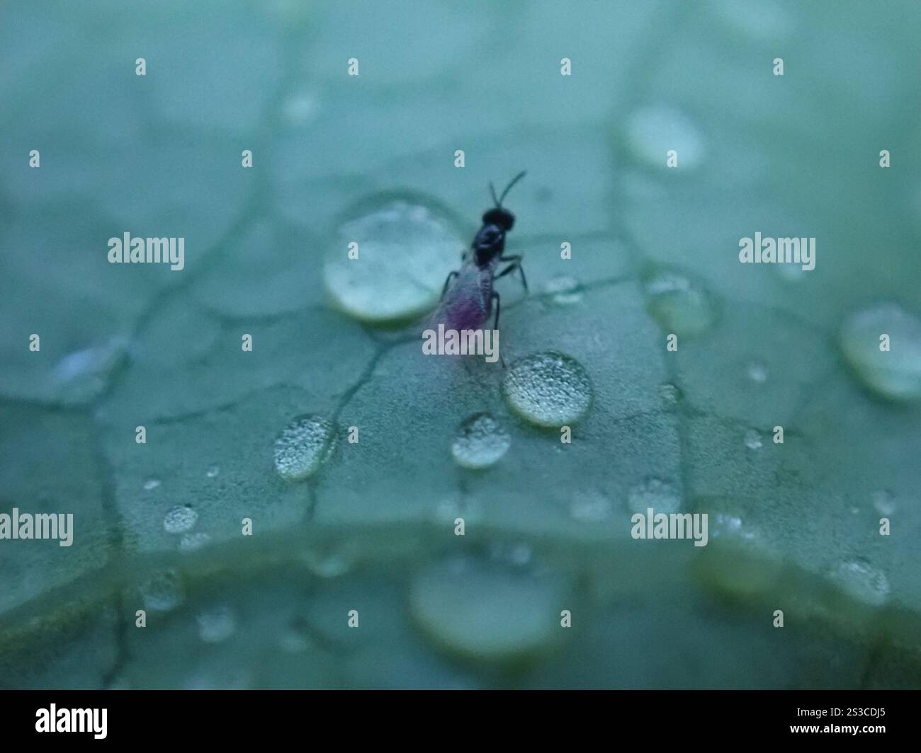 Chalcidoid Wasps (Chalcidoidea Stock Photo - Alamy
