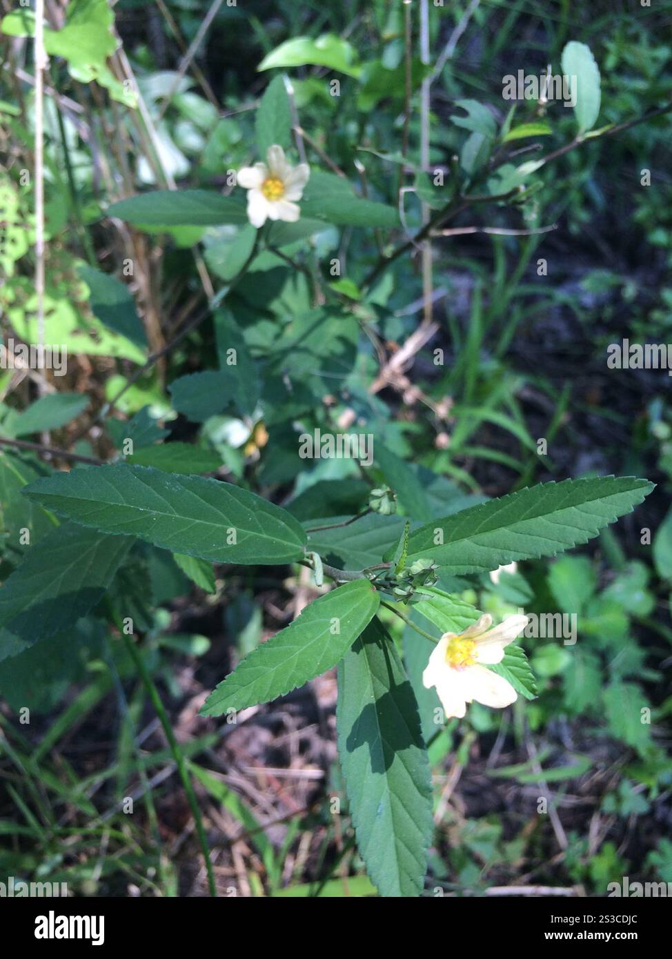 Cuban jute (Sida rhombifolia Stock Photo - Alamy