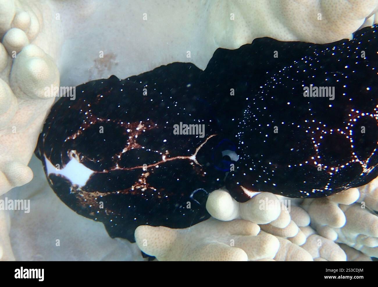 Common Egg Cowry (Ovula ovum Stock Photo - Alamy