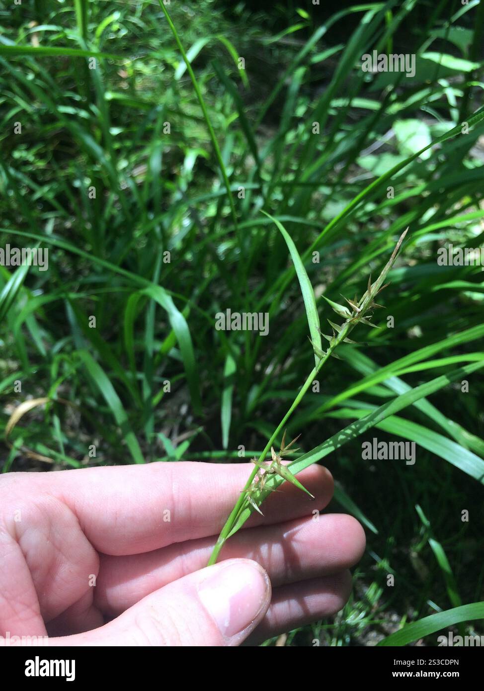 southern long sedge (Carex lonchocarpa Stock Photo - Alamy