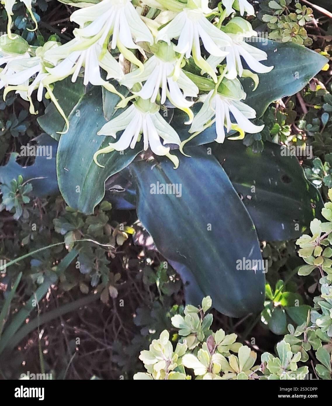 Green Woodorchid (Bonatea speciosa Stock Photo - Alamy
