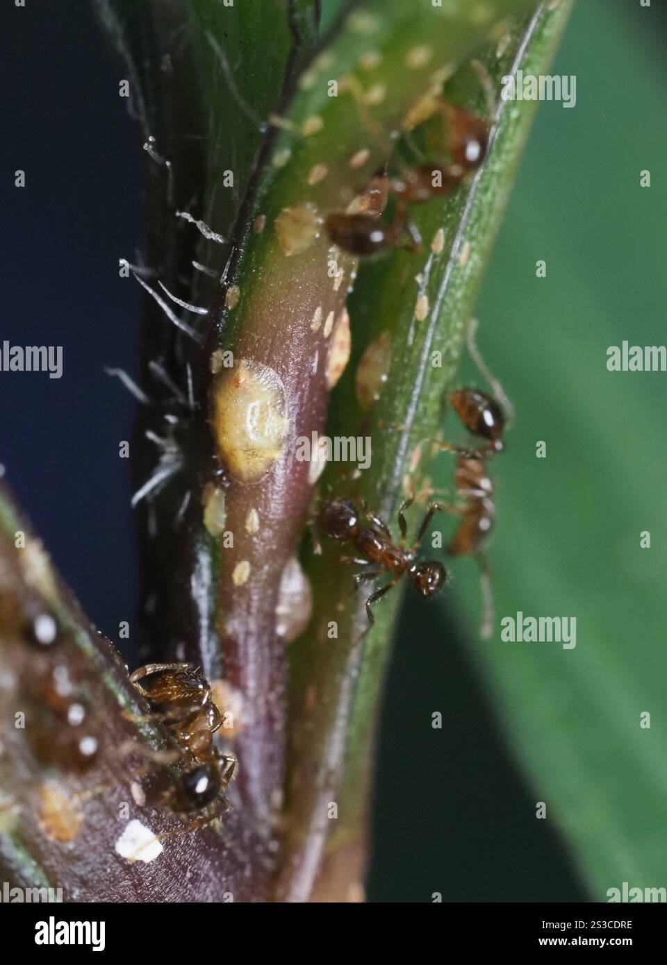 Brown Soft Scale (Coccus hesperidum Stock Photo - Alamy