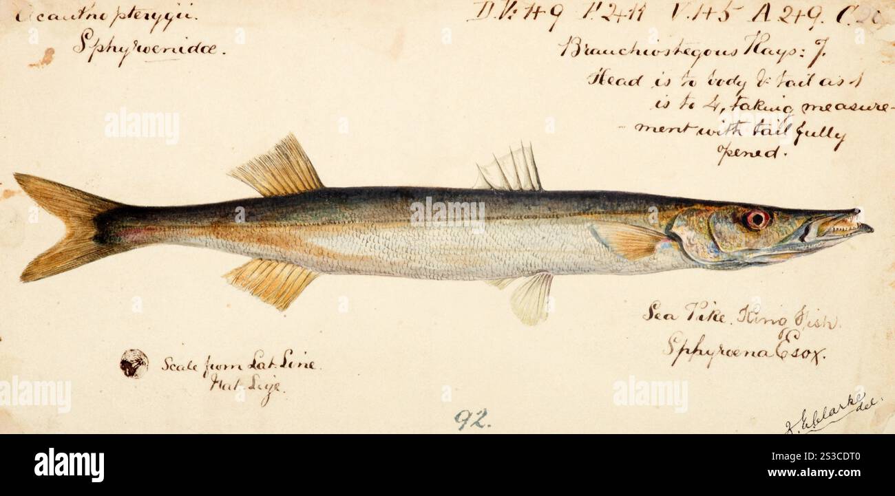 Shortfin barracuda hi-res stock photography and images - Alamy