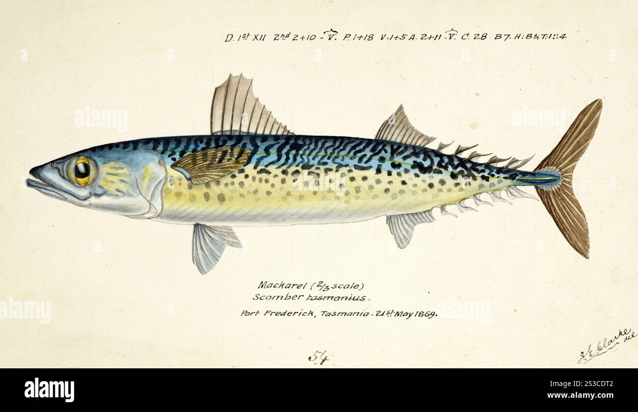 Blaue fisch hi-res stock photography and images - Alamy