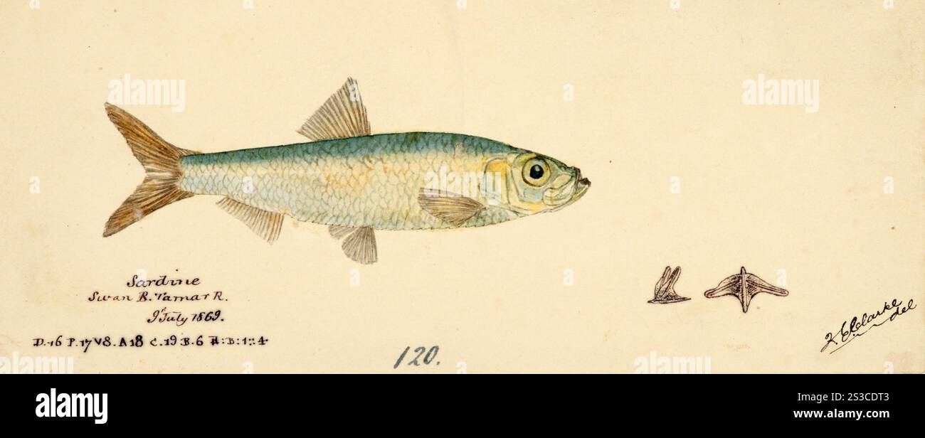 Pacific sardine, Sardinops sagax, Sardinops neopilchardus, Sardinops ...