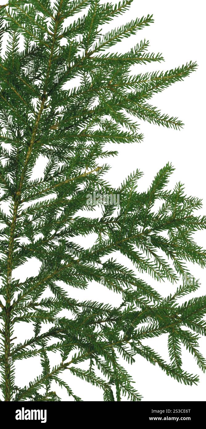 Pine christmas tree branches hi-res stock photography and images - Alamy