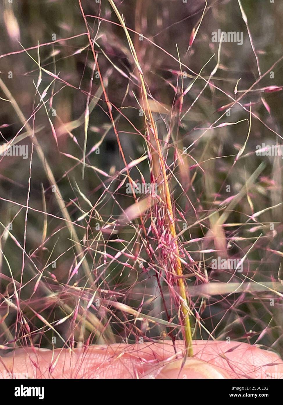 Hairawn Muhly (Muhlenbergia capillaris Stock Photo - Alamy