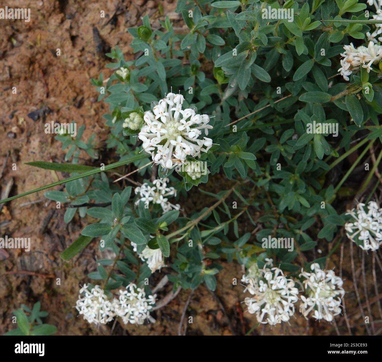 Common Rice-flower (Pimelea humilis Stock Photo - Alamy
