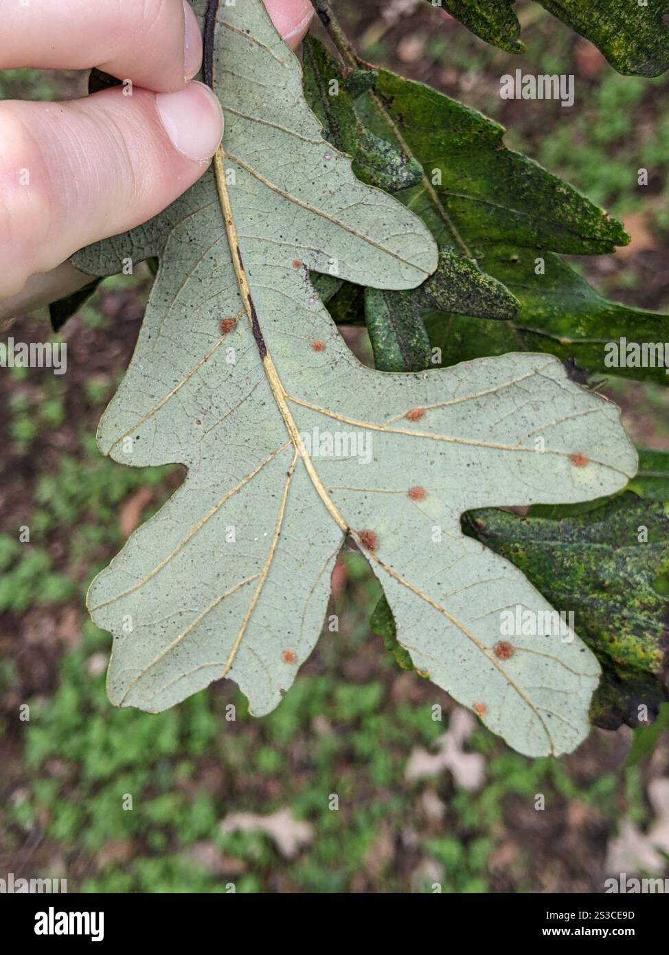 oak flake gall wasp (Neuroterus quercusverrucarum Stock Photo - Alamy