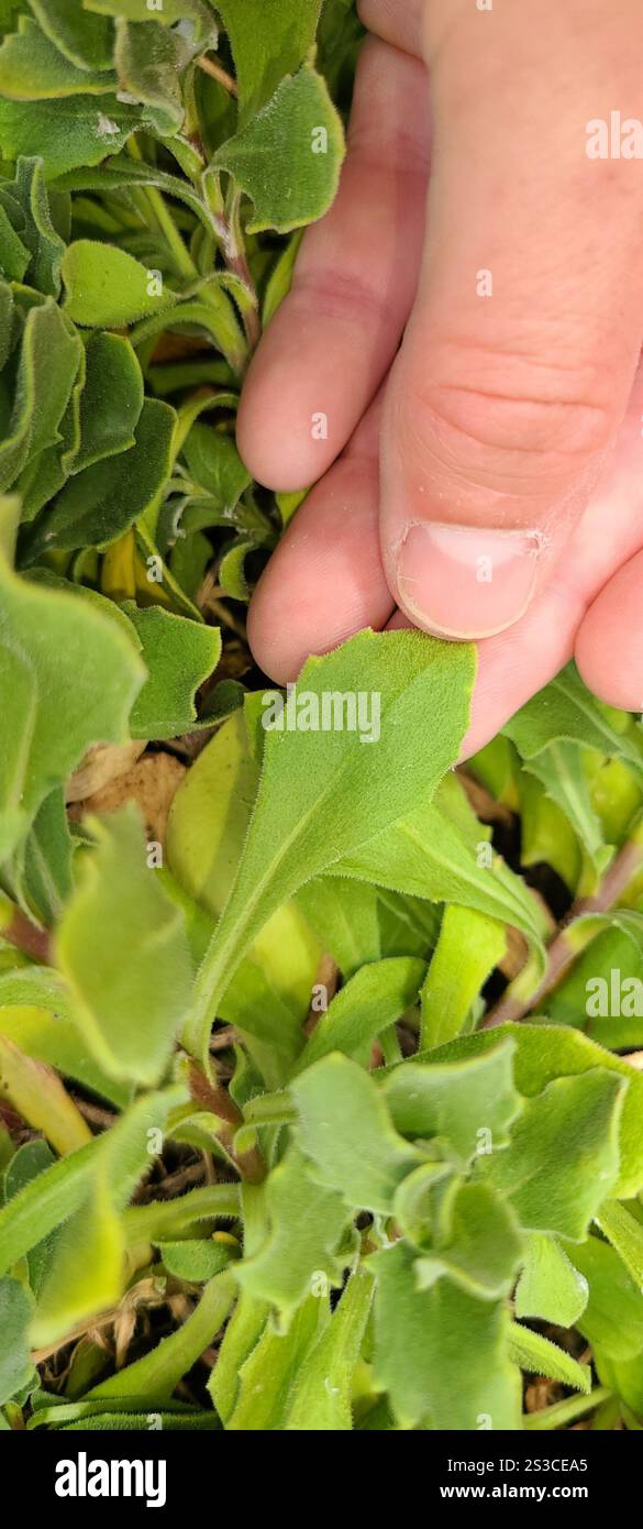 trailing African daisy (Dimorphotheca fruticosa Stock Photo - Alamy