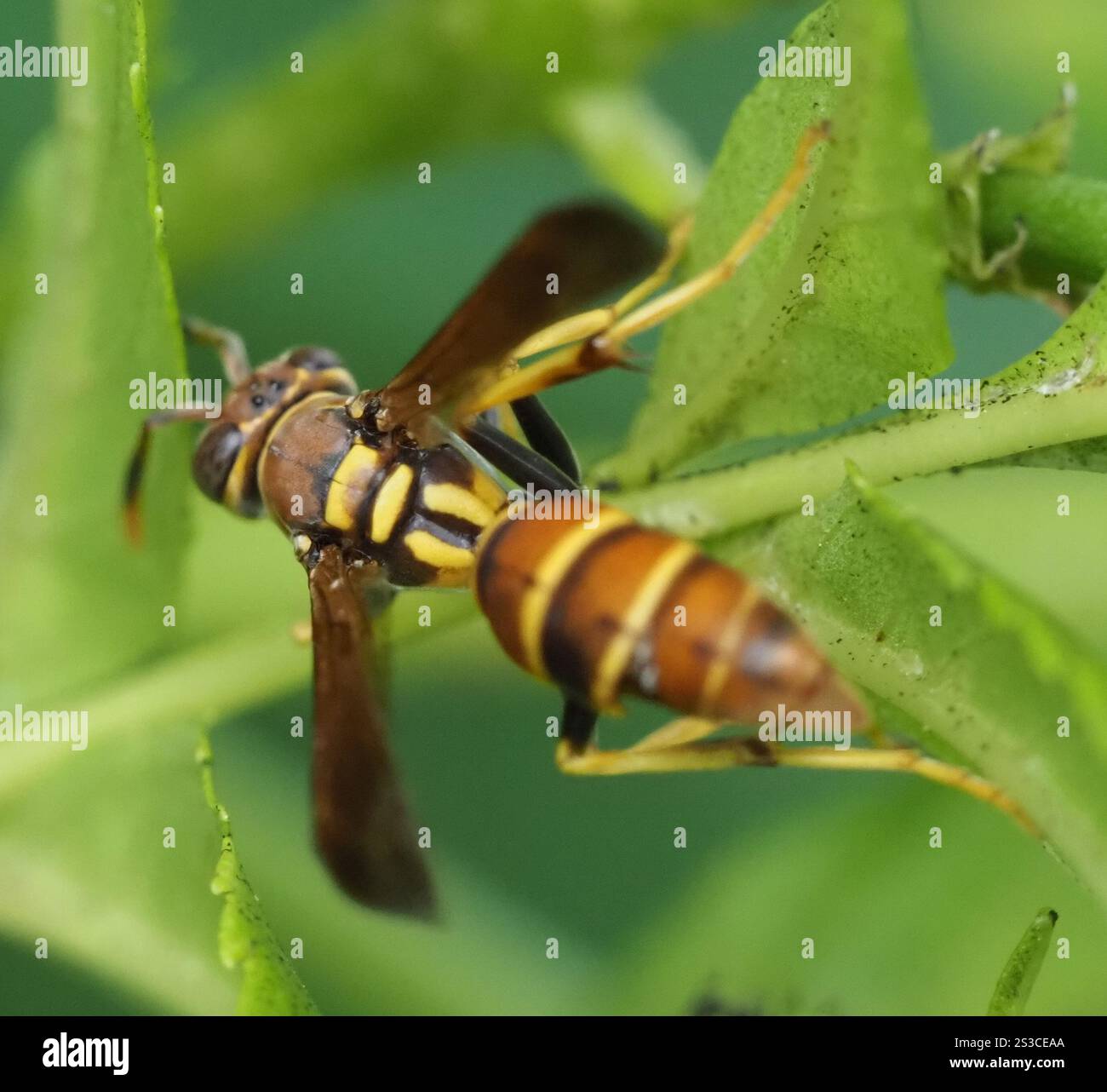 Caribbean Paper Wasp (Polistes crinitus Stock Photo - Alamy