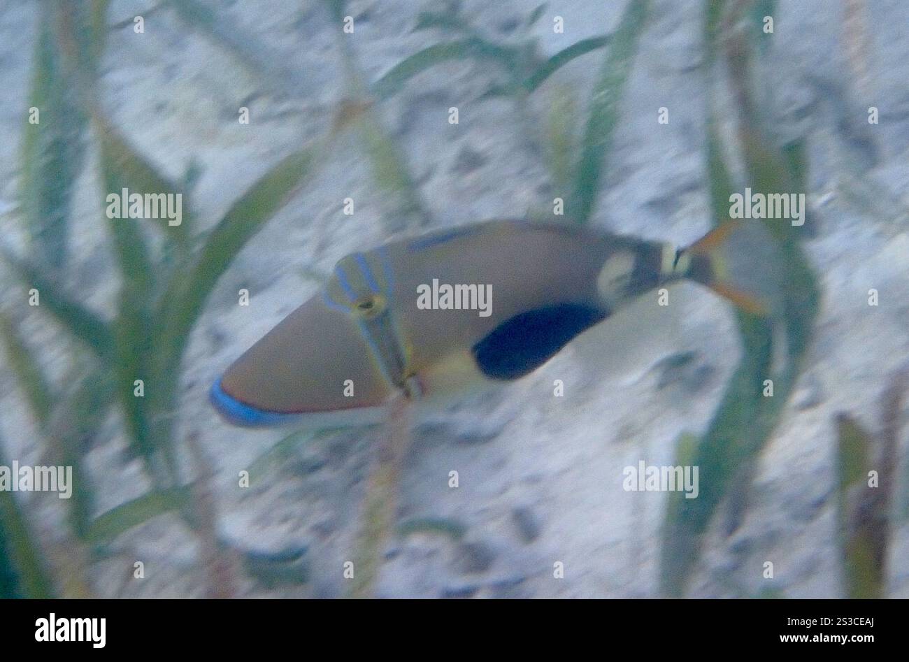 Blackpatch Triggerfish (Rhinecanthus verrucosus Stock Photo - Alamy