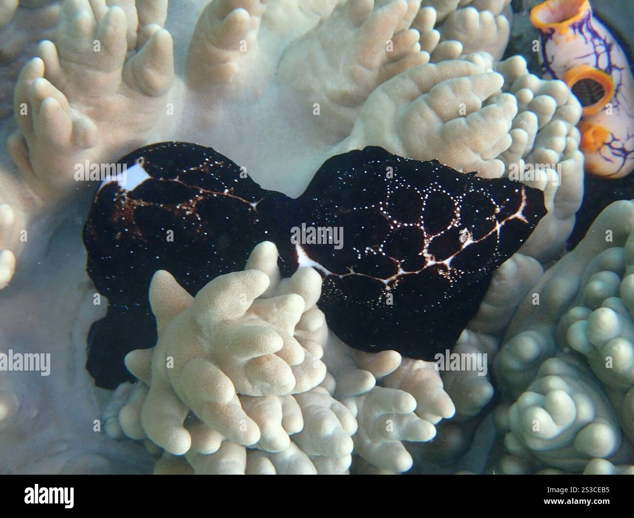 Common Egg Cowry (Ovula ovum Stock Photo - Alamy