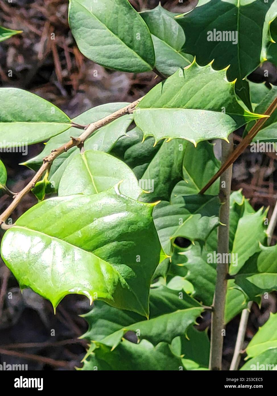 American holly (Ilex opaca Stock Photo - Alamy