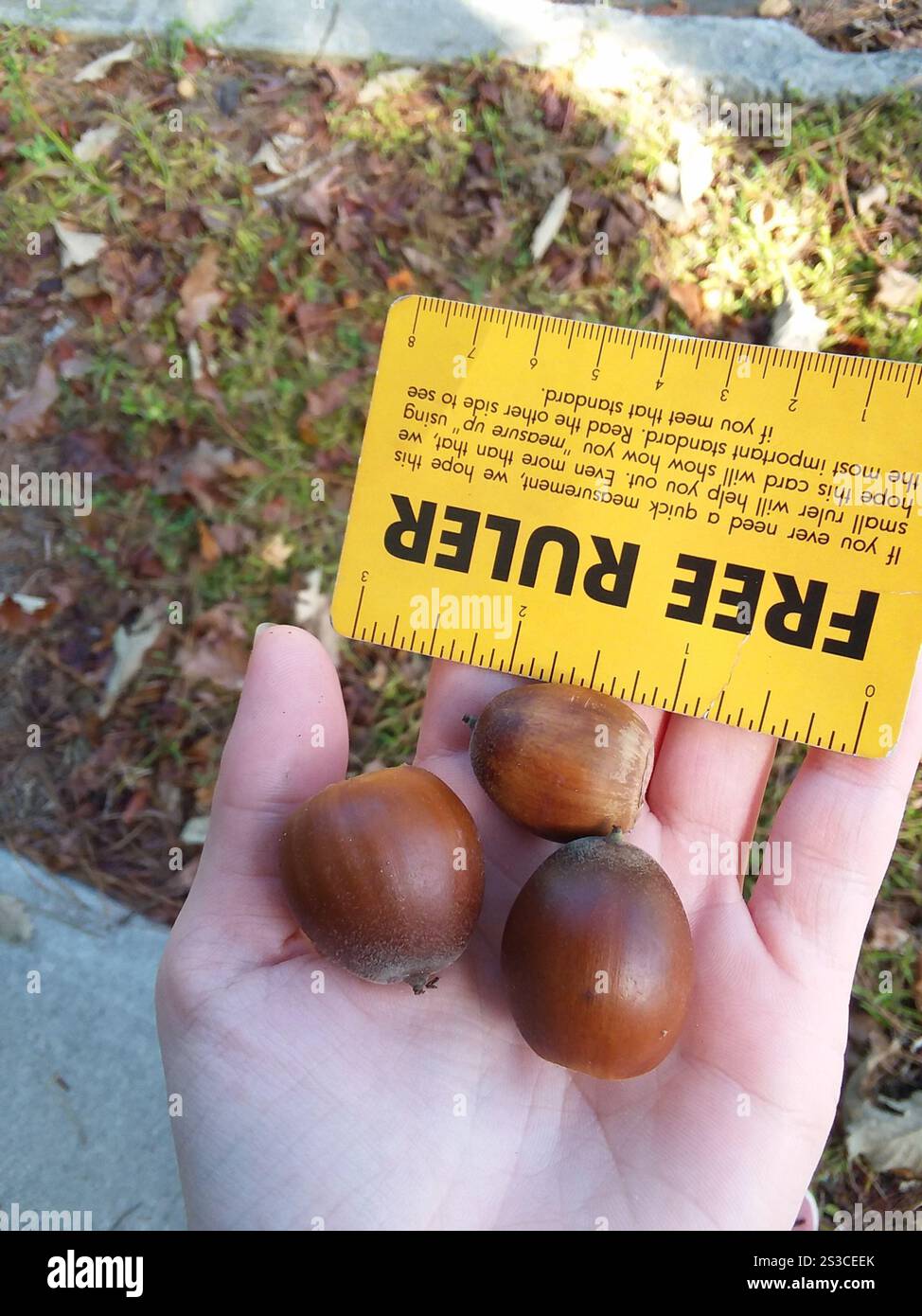 swamp chestnut oak (Quercus michauxii Stock Photo - Alamy