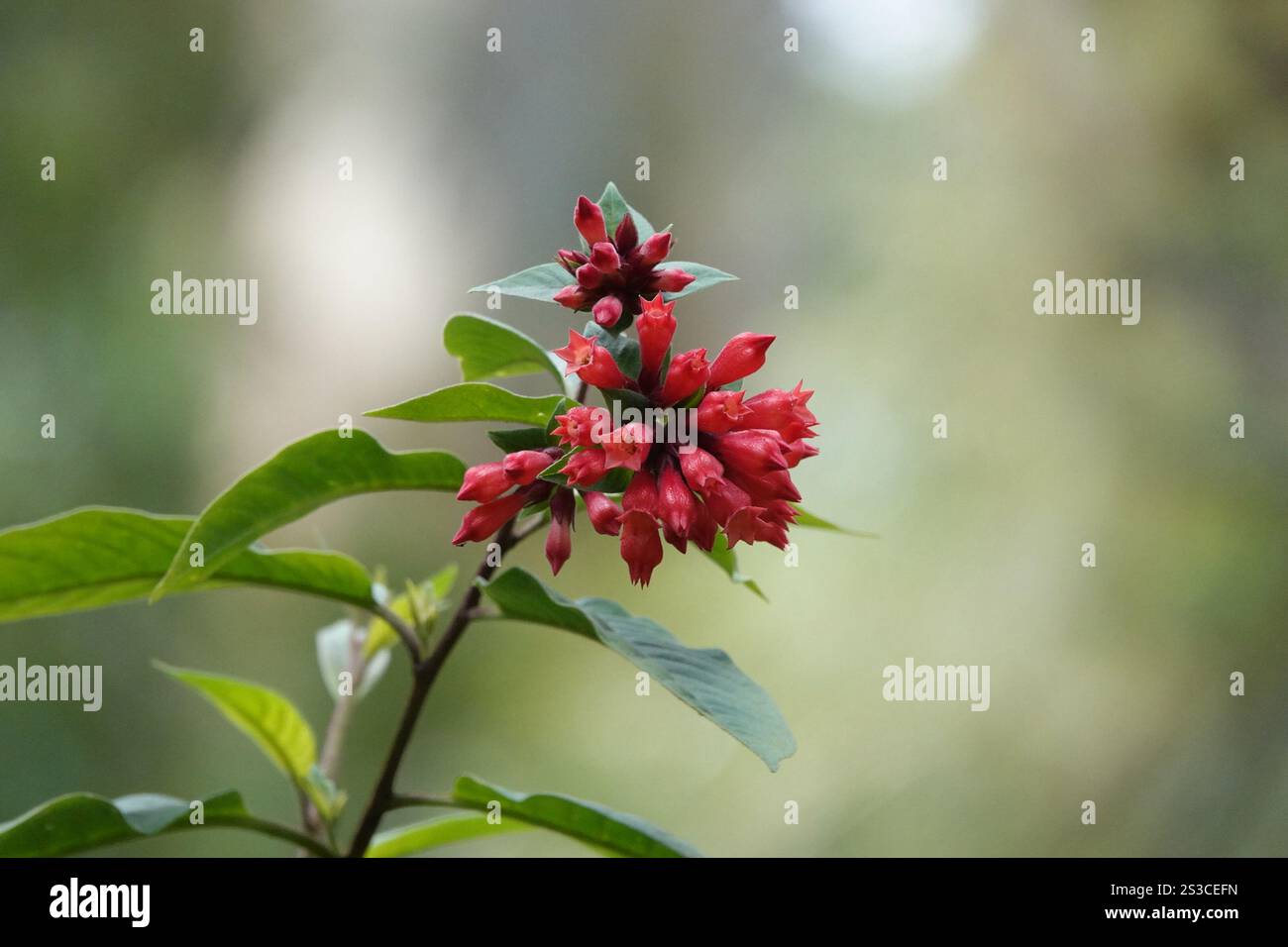 Cestrum elegans hi-res stock photography and images - Alamy