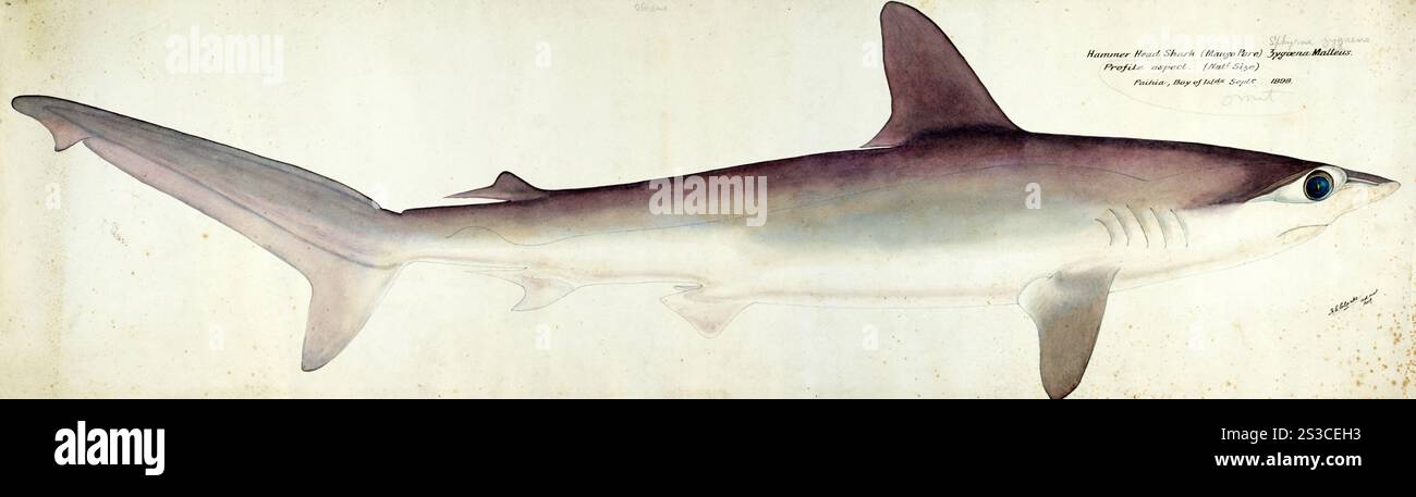 Hammerhead shark, Sphyrna zygaena, fish, reproduction of an original in ...