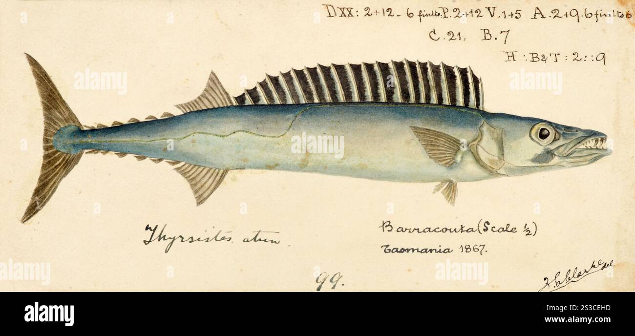 Snoek fish illustration hi-res stock photography and images - Alamy