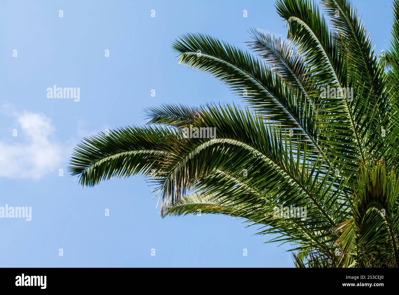 Tall palm blue sky hi-res stock photography and images - Alamy