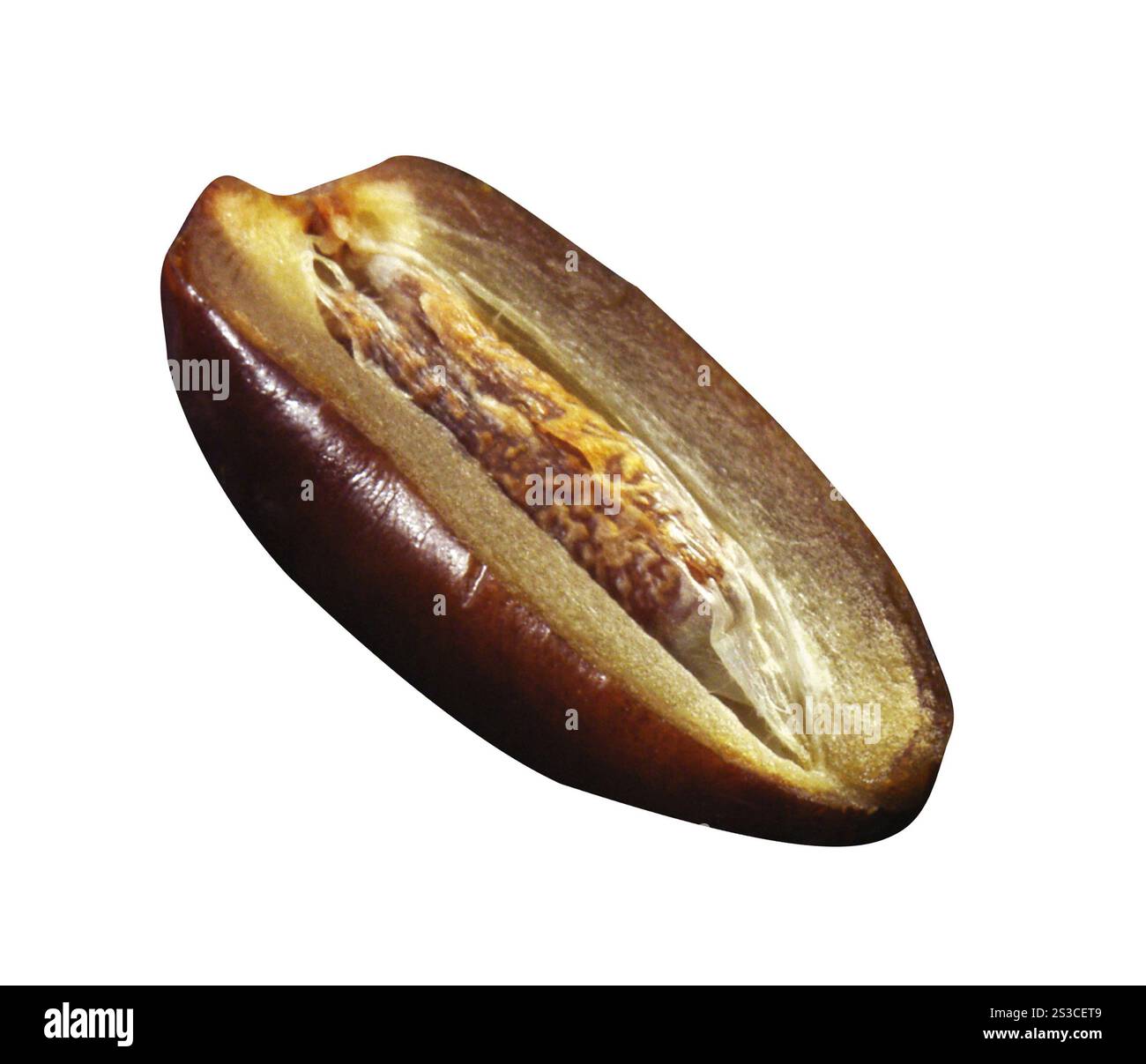 Date fruit isolated on white background Stock Photo - Alamy