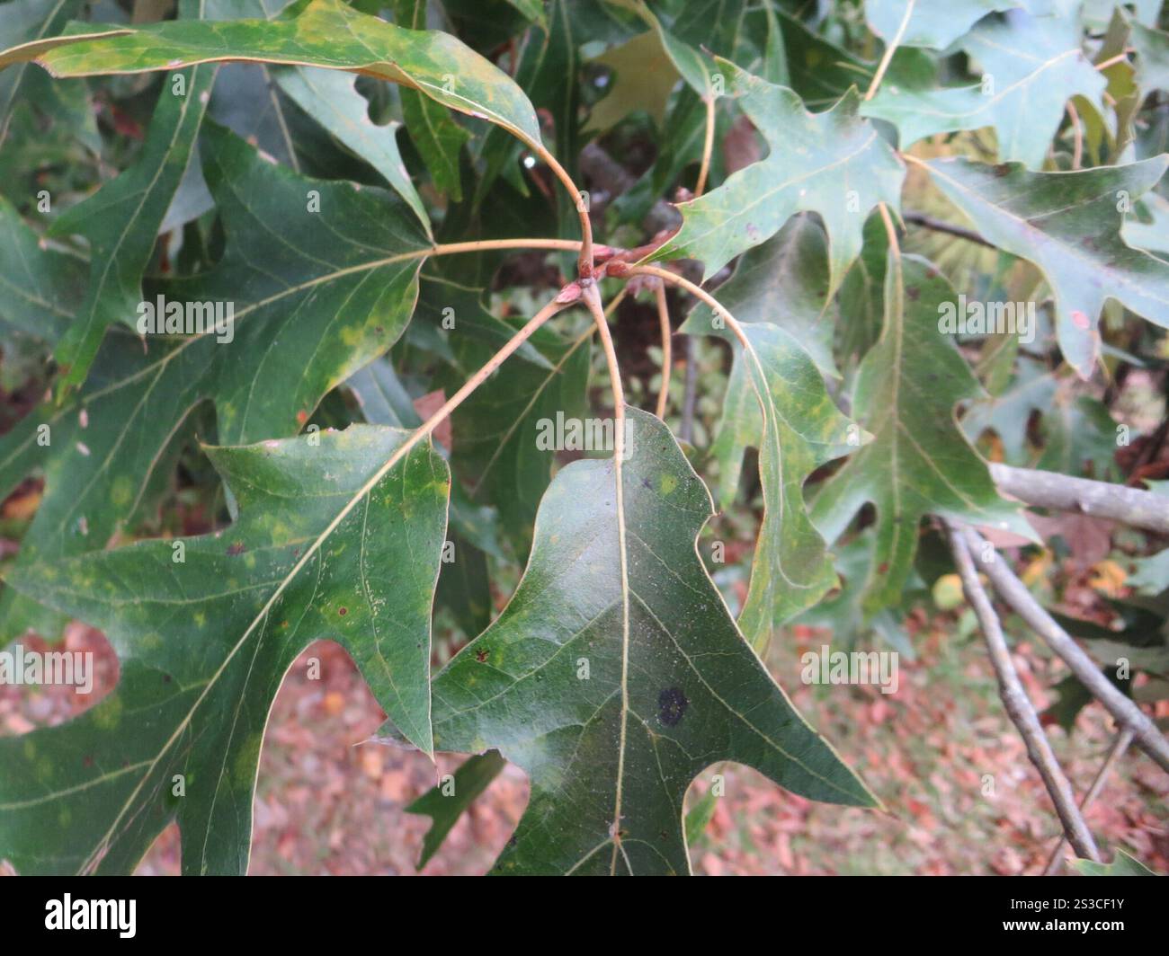 southern red oak (Quercus falcata Stock Photo - Alamy