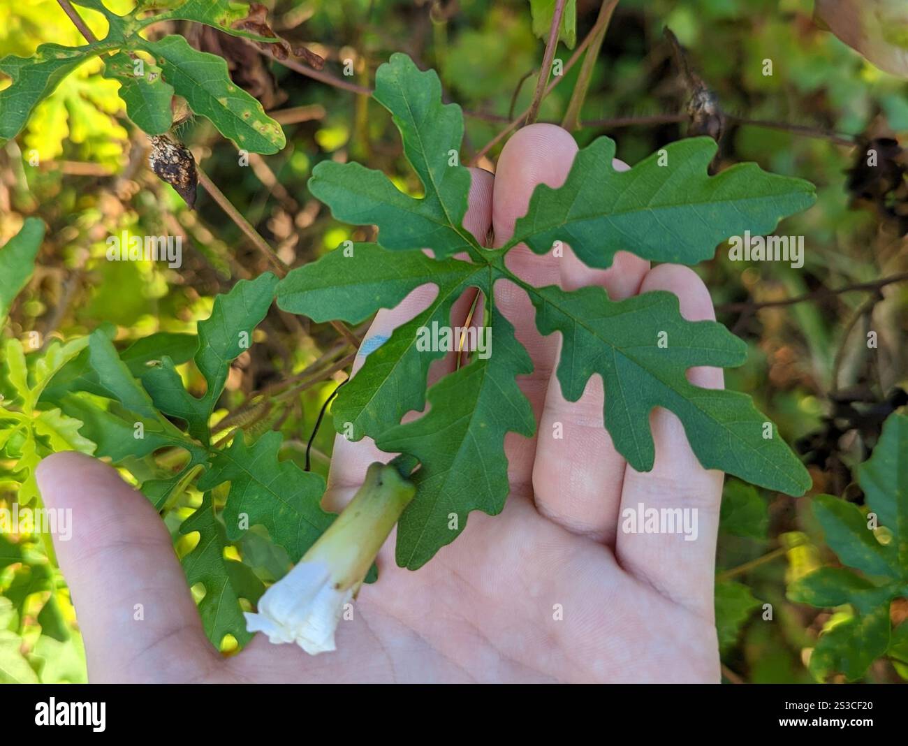 Alamo vine (Distimake dissectus Stock Photo - Alamy