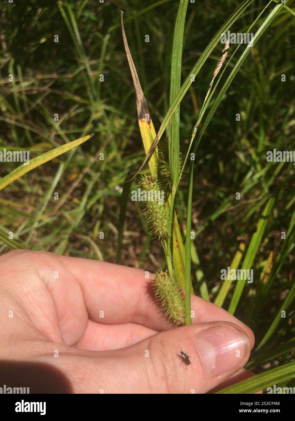 golden cattail sedge (Carex aureolensis Stock Photo - Alamy