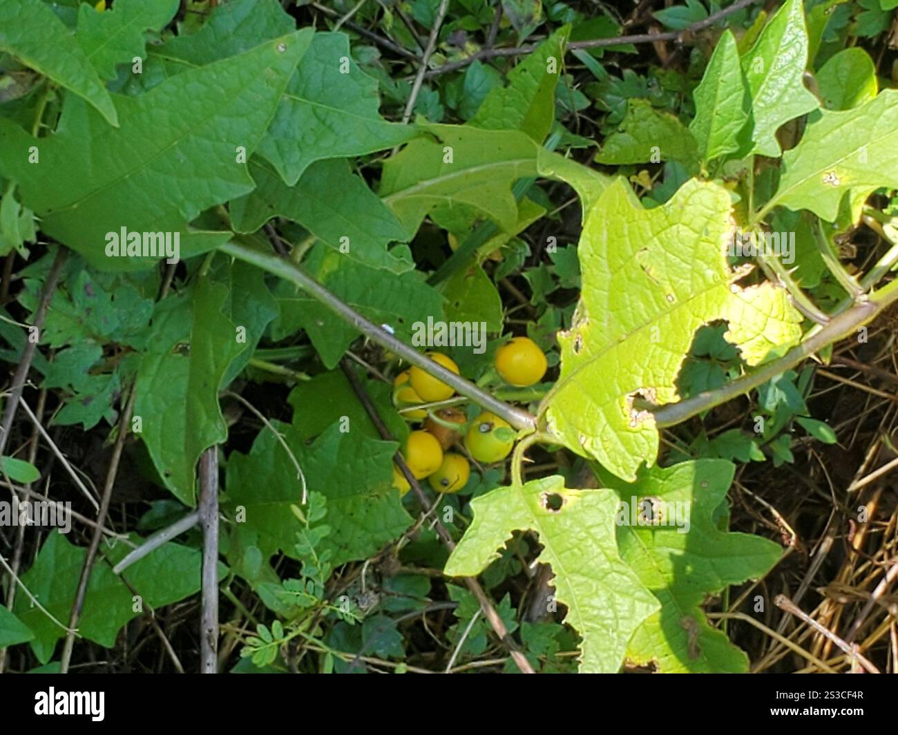 Carolina horsenettle (Solanum carolinense Stock Photo - Alamy