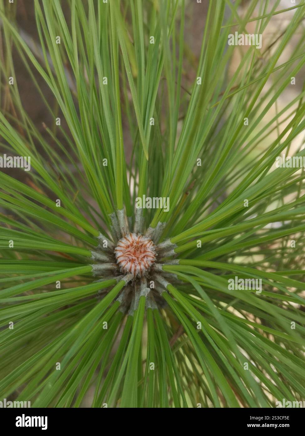 Canary Island pine (Pinus canariensis Stock Photo - Alamy