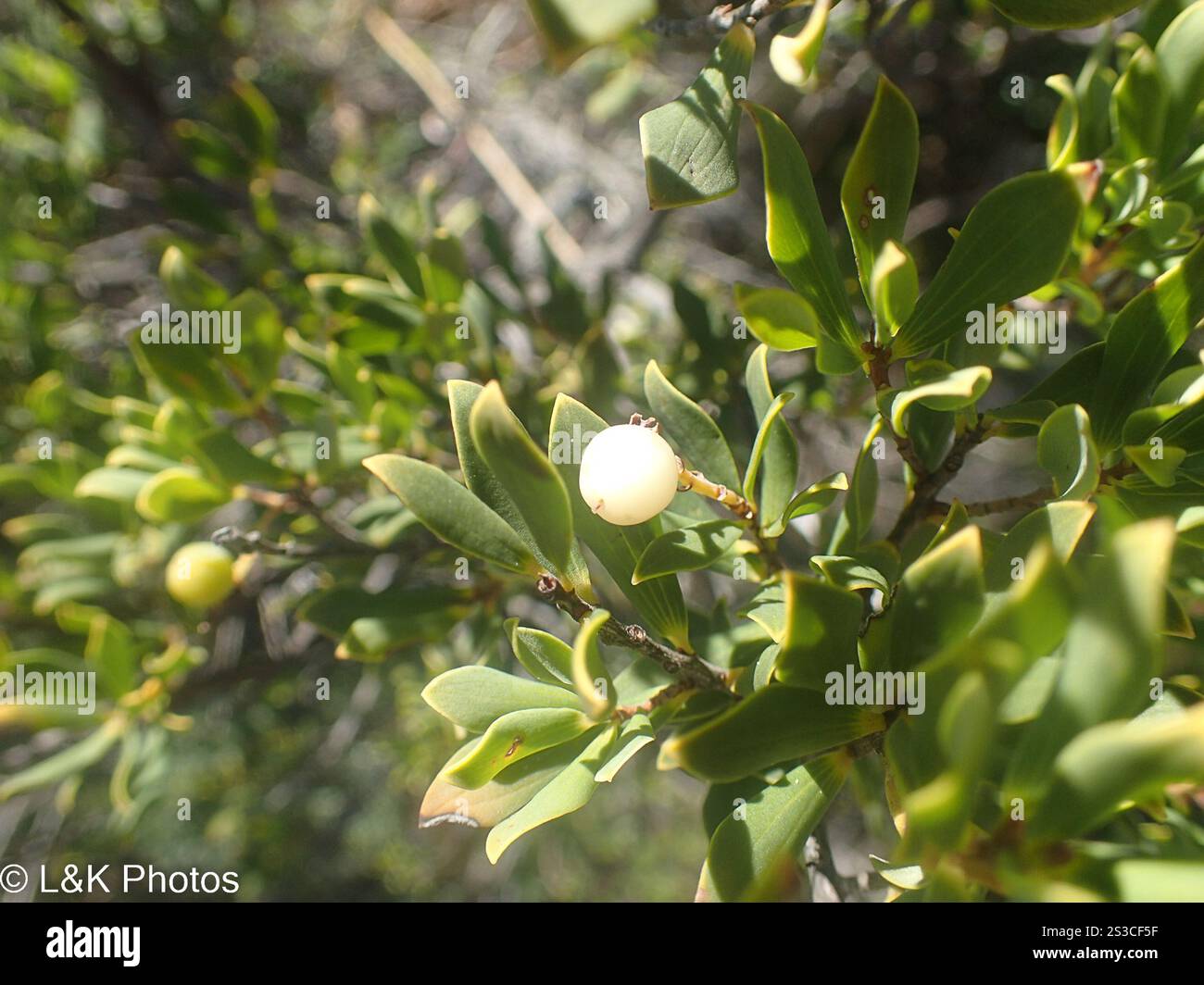 coastal beard-heath (Leucopogon parviflorus Stock Photo - Alamy