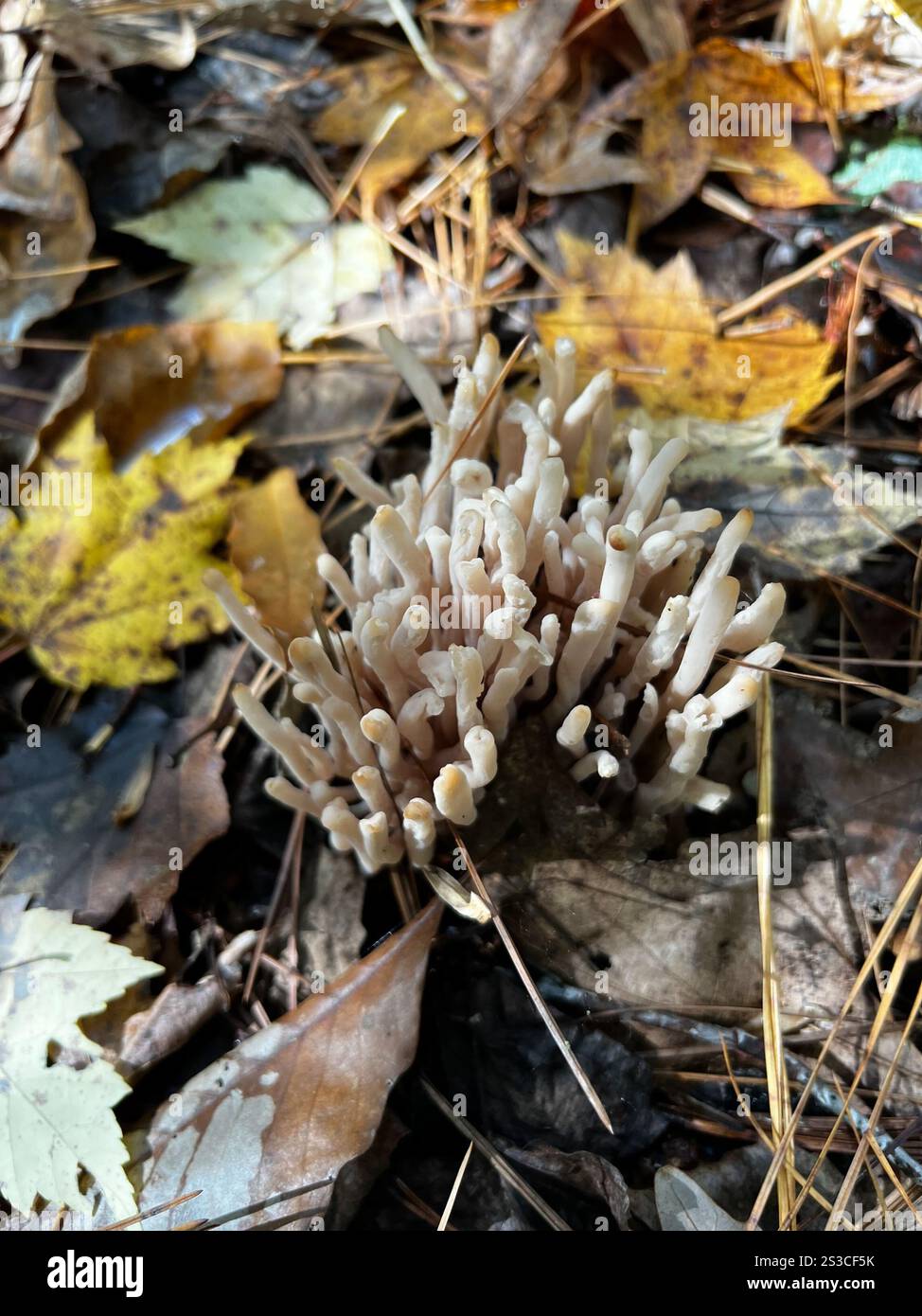 Smoky Spindles (Clavaria fumosa Stock Photo - Alamy